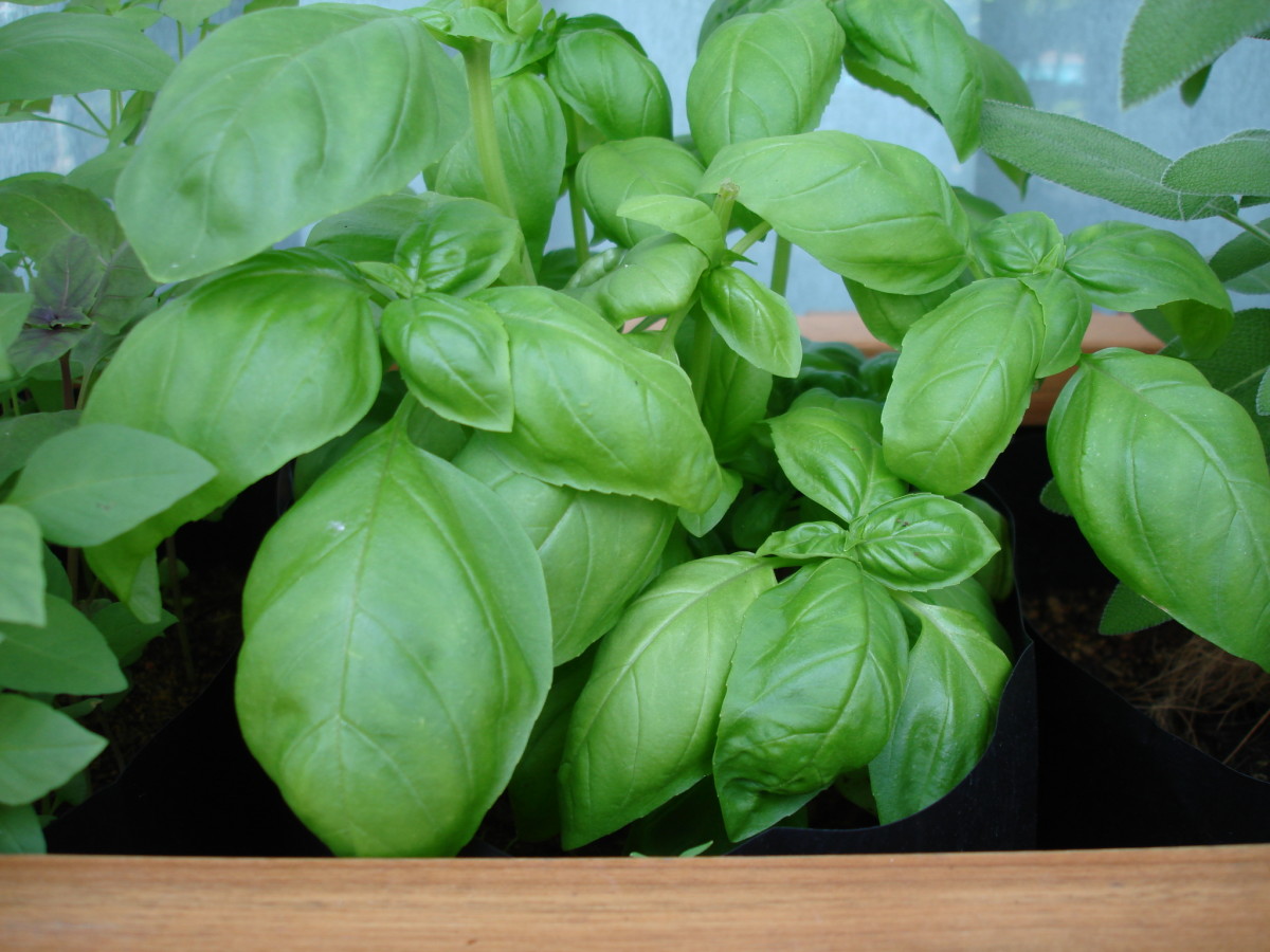 Growing western herbs in the tropics- Malaysia and Asia-my experiment ...