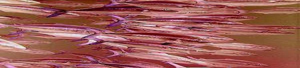 Choosing the Right Anchor for Your Boat While Reef Fishing: Why a ...