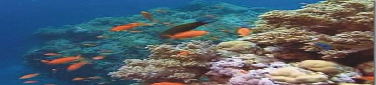 Choosing the Right Anchor for Your Boat While Reef Fishing: Why a ...