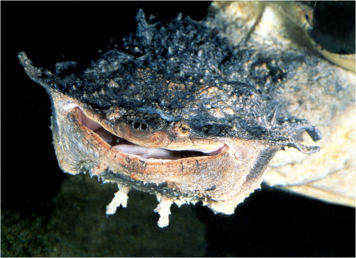 25 Most Amazing and Unusual Animals on Earth - HubPages