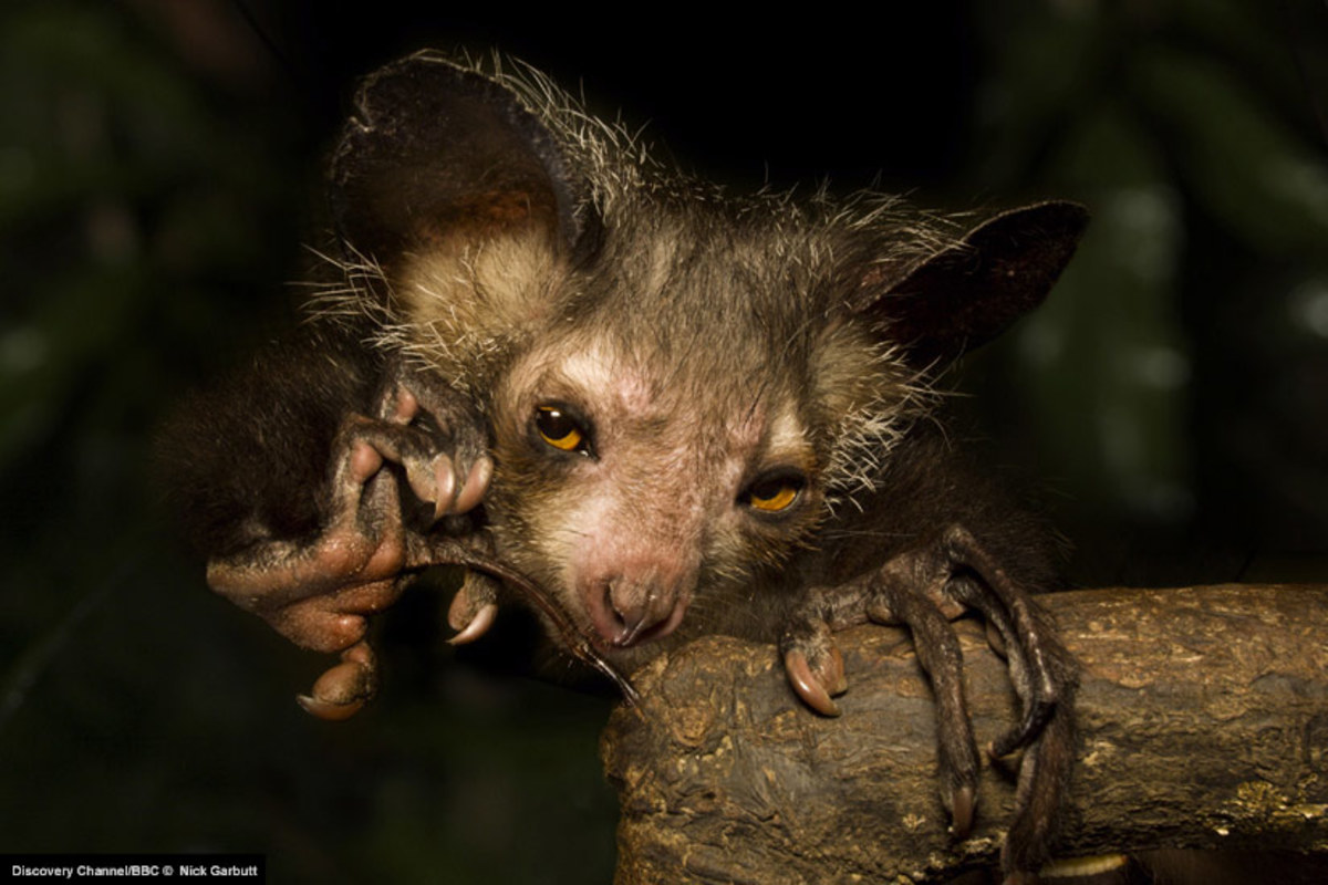 25 Most Amazing And Unusual Animals On Earth HubPages