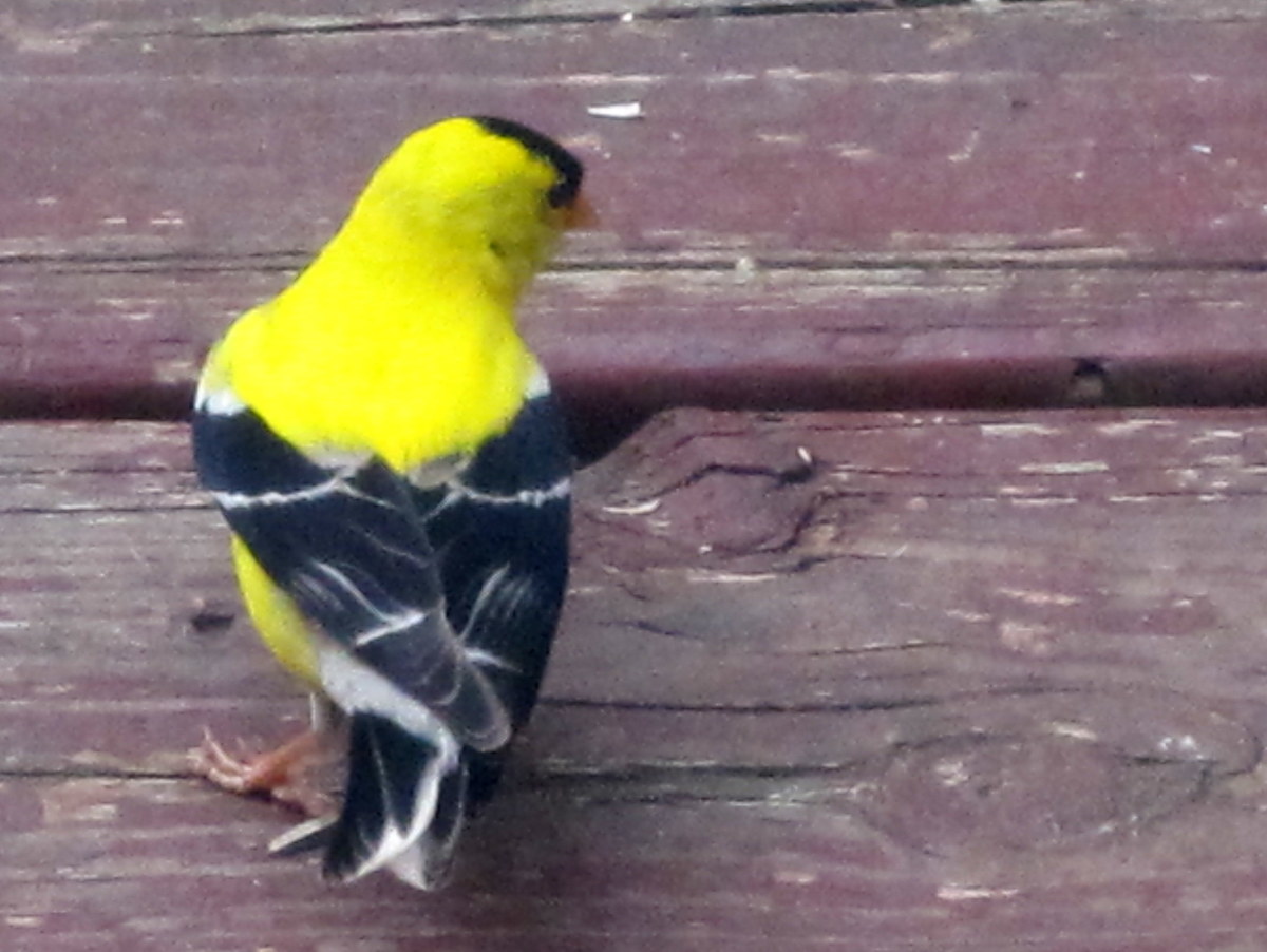 Birds Beyond the Glass - HubPages