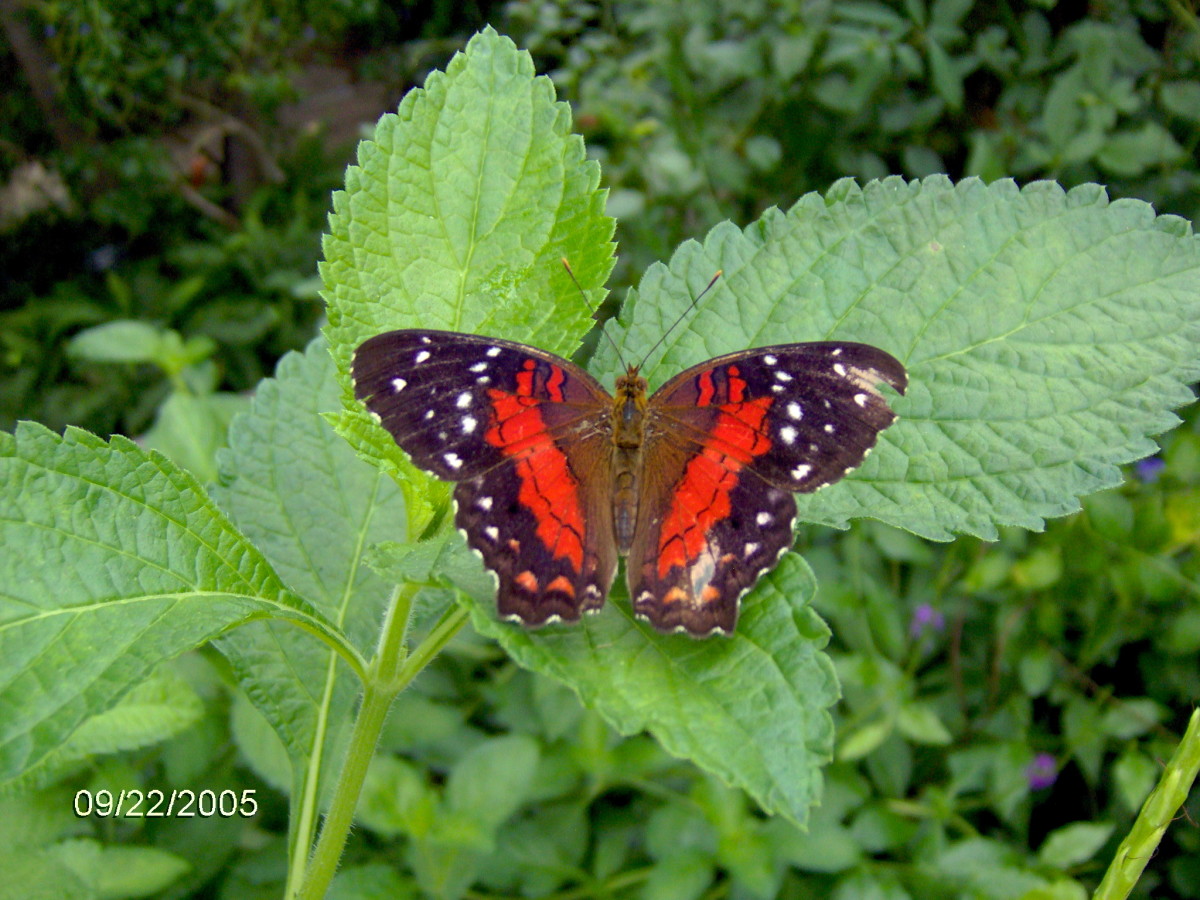 The Scarlet Peacock Butterfly - Anartia Amathea - HubPages