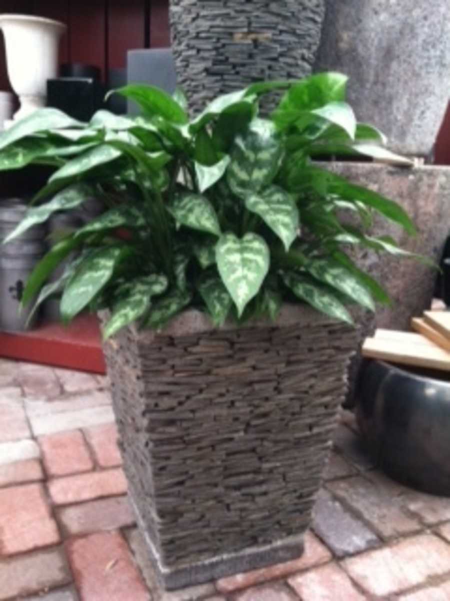Caring for Aglaonema; Chinese Evergreen, Ag, Aglo - HubPages