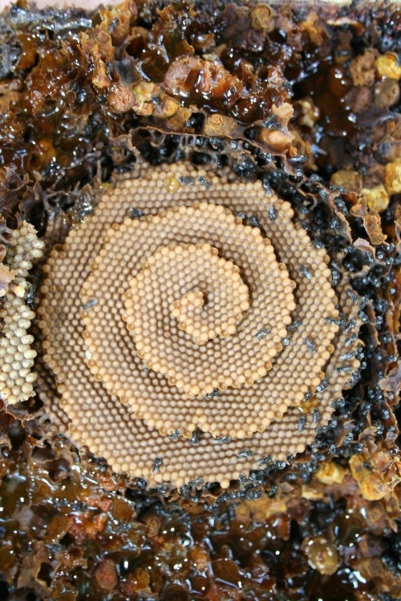 Australian Stingless Native Bees - HubPages