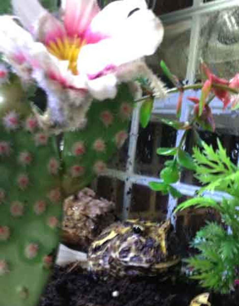 The Trials and Tribulations of Having a Pac-Man Frog: Dealing with ...