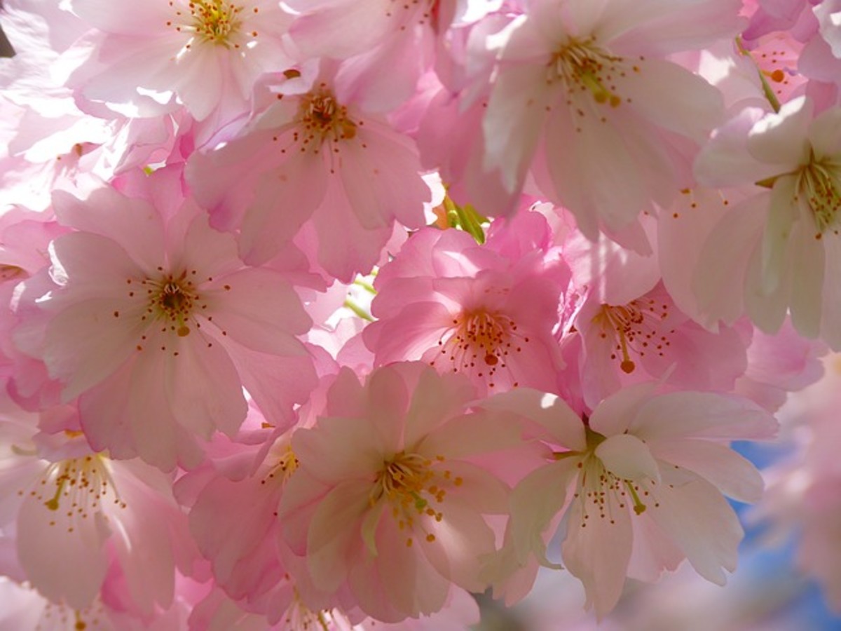 Sakura. The Falling of the Cherry Blossom. Poetry. A Poem. - HubPages