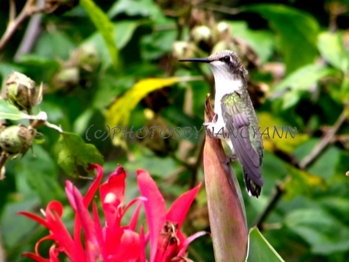 How to Attract Hummingbirds in Your Yard by Planting Canna Lily Lilies ...