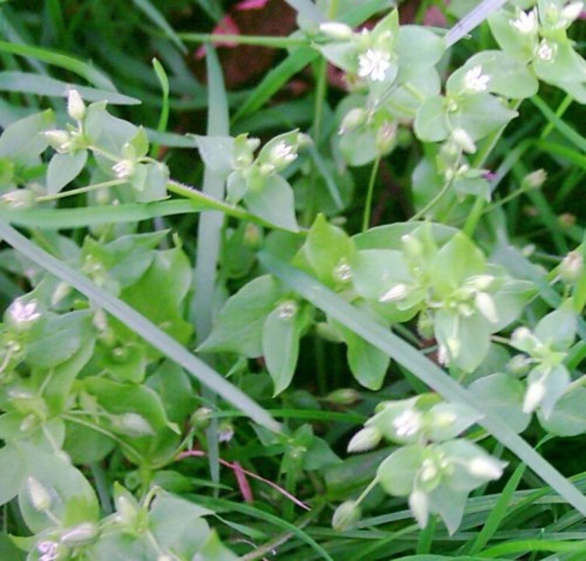 A Nutritious Guide to Edible Weeds in Tenerife, Spain - RemedyGrove