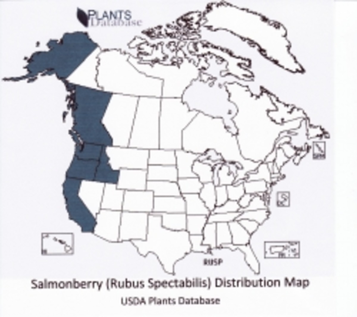 The Joys of the Salmonberry - A Pacific Northwest Native Shrub - HubPages