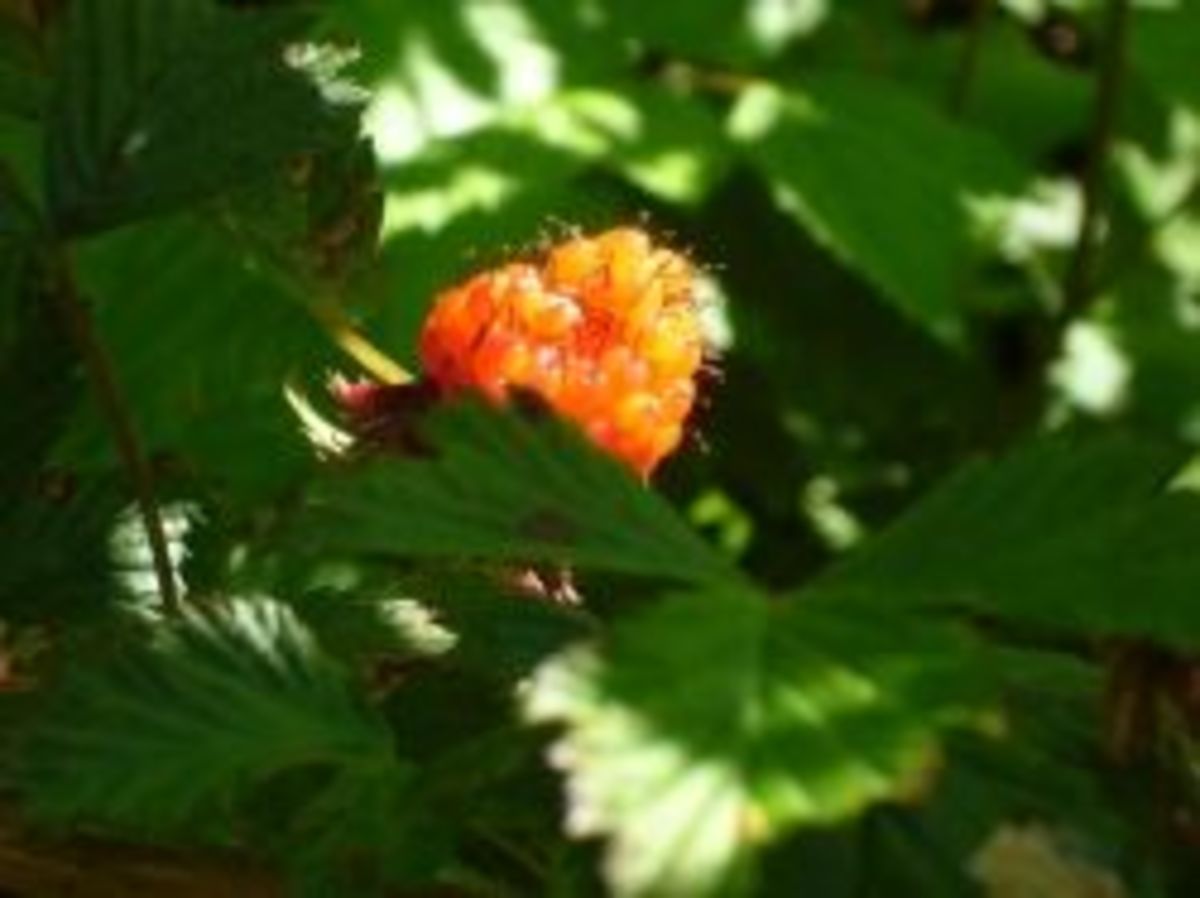 The Joys of the Salmonberry - A Pacific Northwest Native Shrub - HubPages