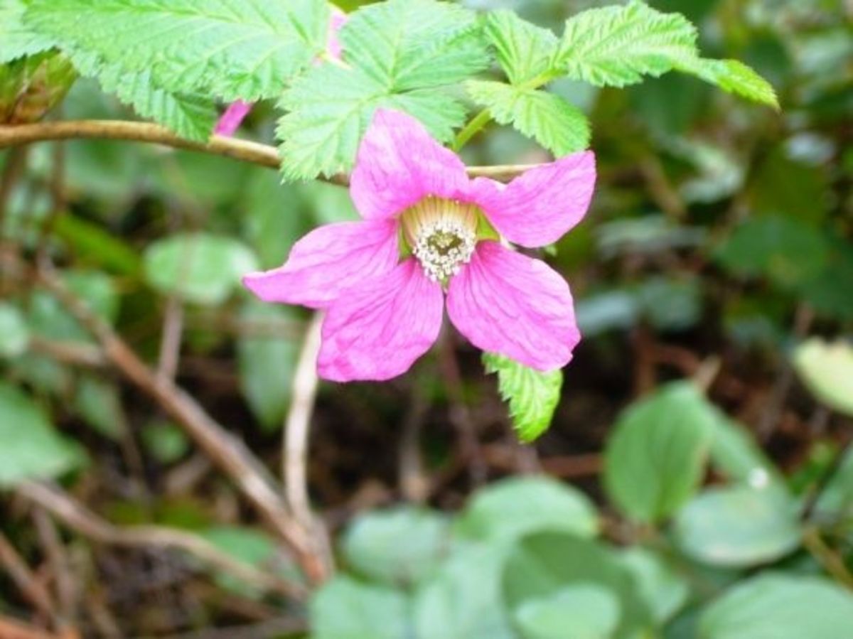 The Joys of the Salmonberry - A Pacific Northwest Native Shrub - HubPages