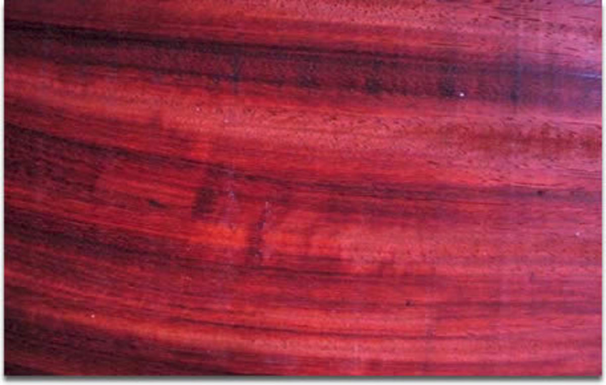 The Sacrifice of Brazilwood: How It Helped to Build an Empire and ...