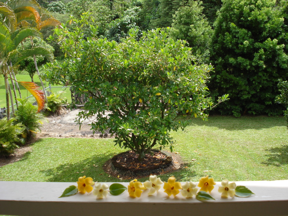 How to Make a Flower Lei - HubPages