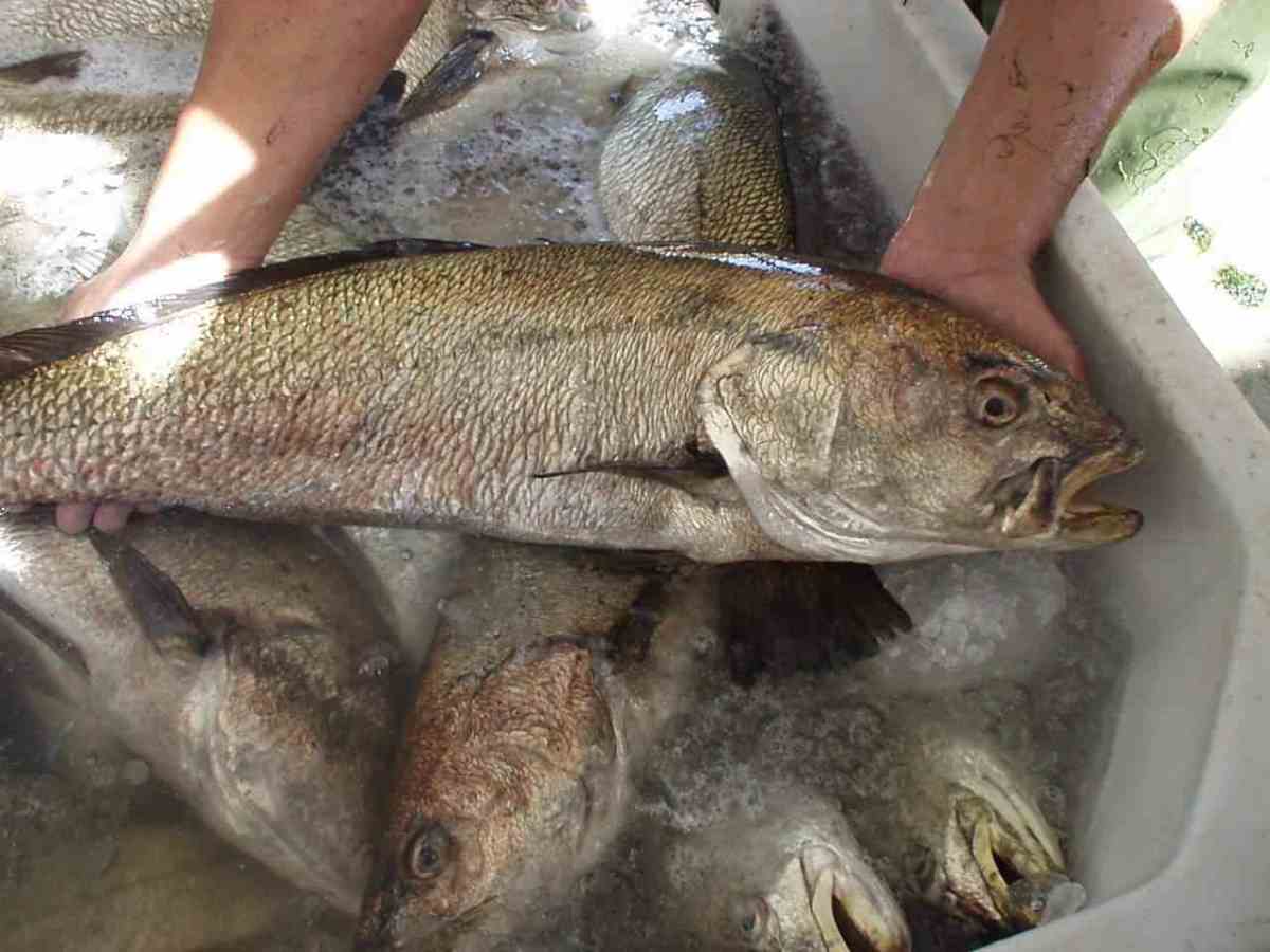 Isn't 30+ yrs of Fish Farm Hatchery in Orbetello Tuscany (Toscana ...