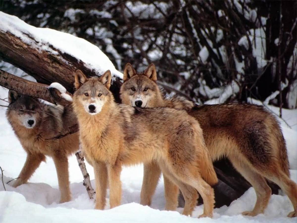 The Coyote, Coydogs, Coywolves, and Coyotes in Urban Environments ...