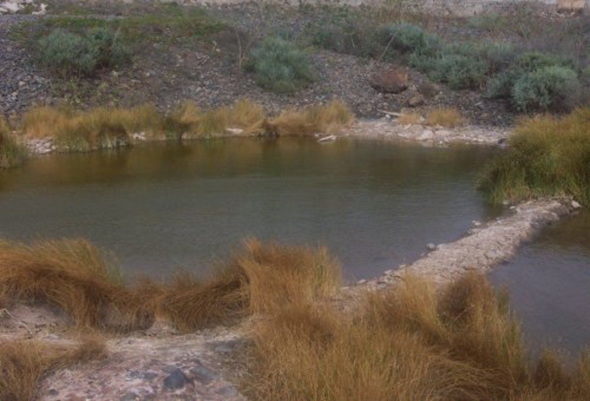 Tenerife freshwater fish found in the Canary Islands - HubPages