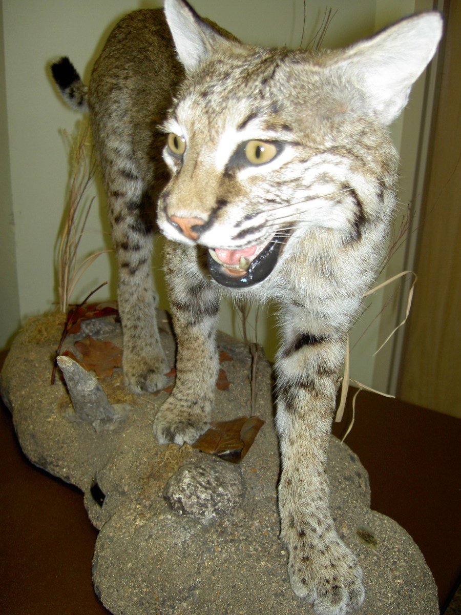 The Difference Between Articulation, Taxidermy, and Plastination - HubPages
