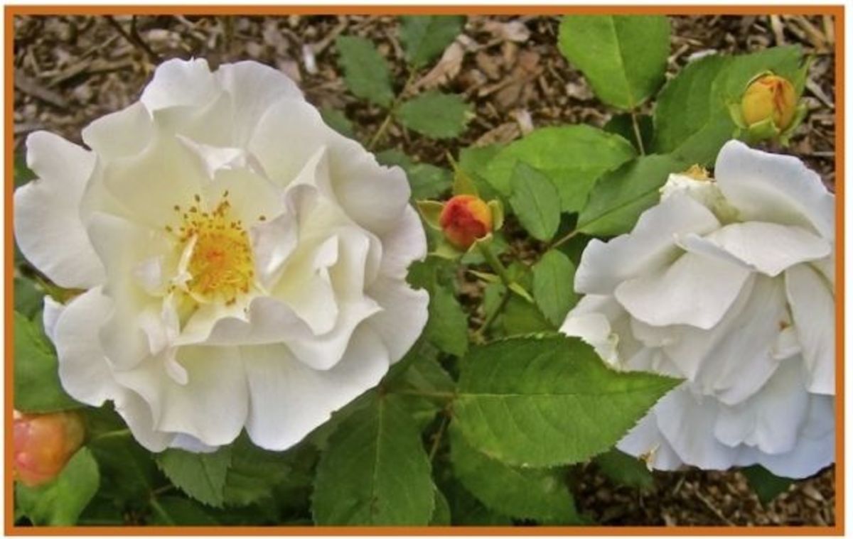 My Victorian Garden in Summer: Growing Heirloom and Old-Fashioned Roses ...