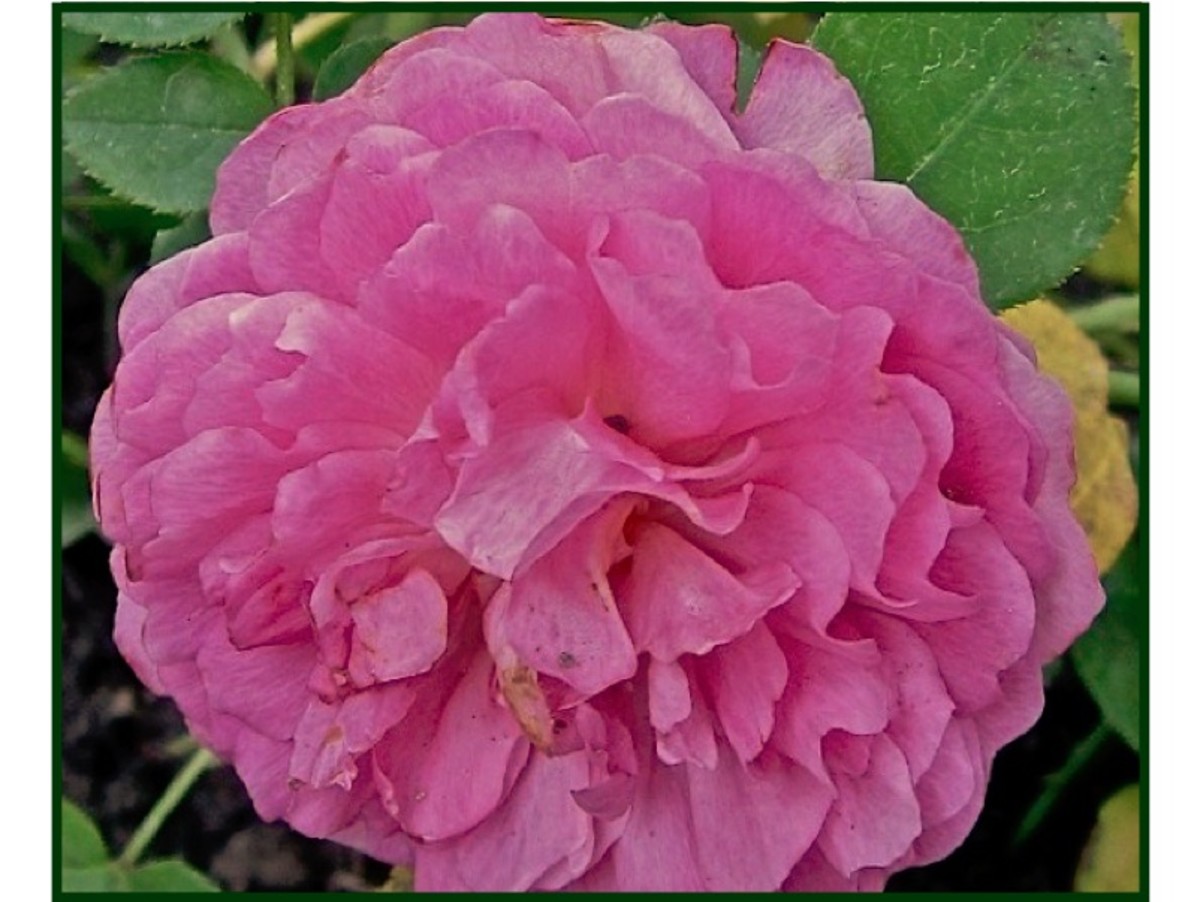 My Victorian Garden in Summer: Growing Heirloom and Old-Fashioned Roses ...