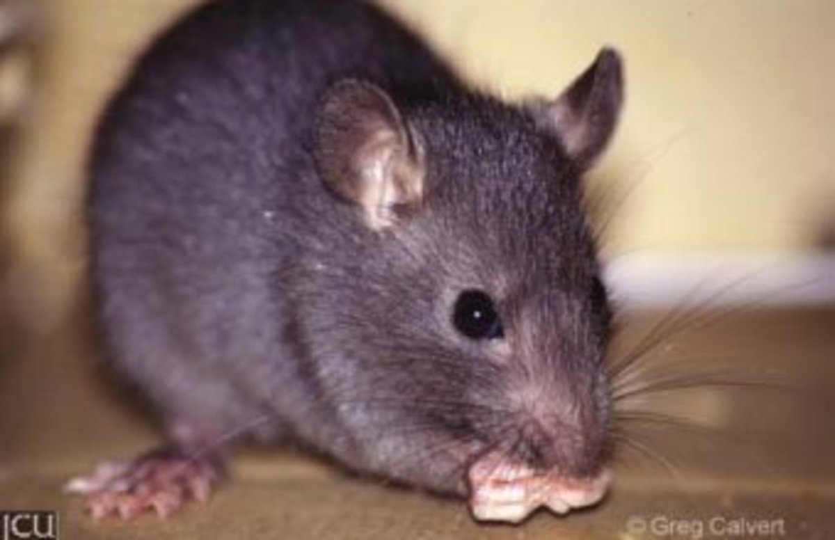 The Plague (Black Death) How natural products were used in the Medieval ...