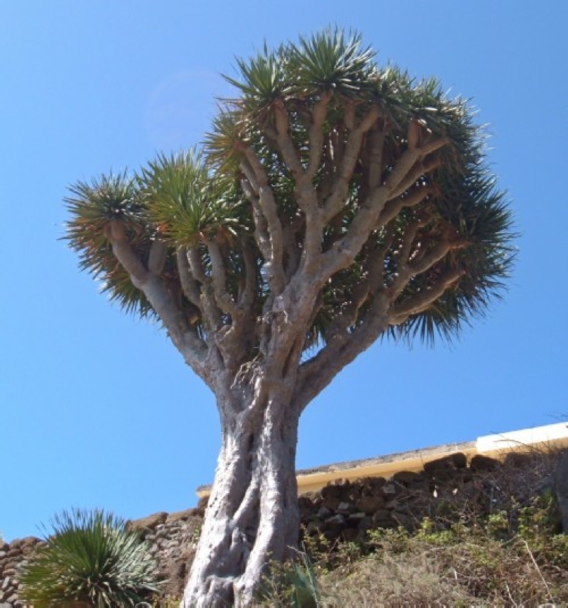 Chinamada cave houses of Tenerife and walking to Punta del Hidalgo ...