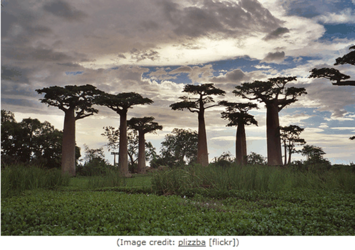 Endangered Plants of Madagascar - HubPages
