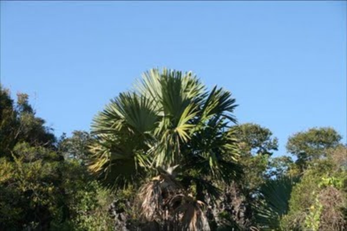 Endangered Plants of Madagascar - HubPages