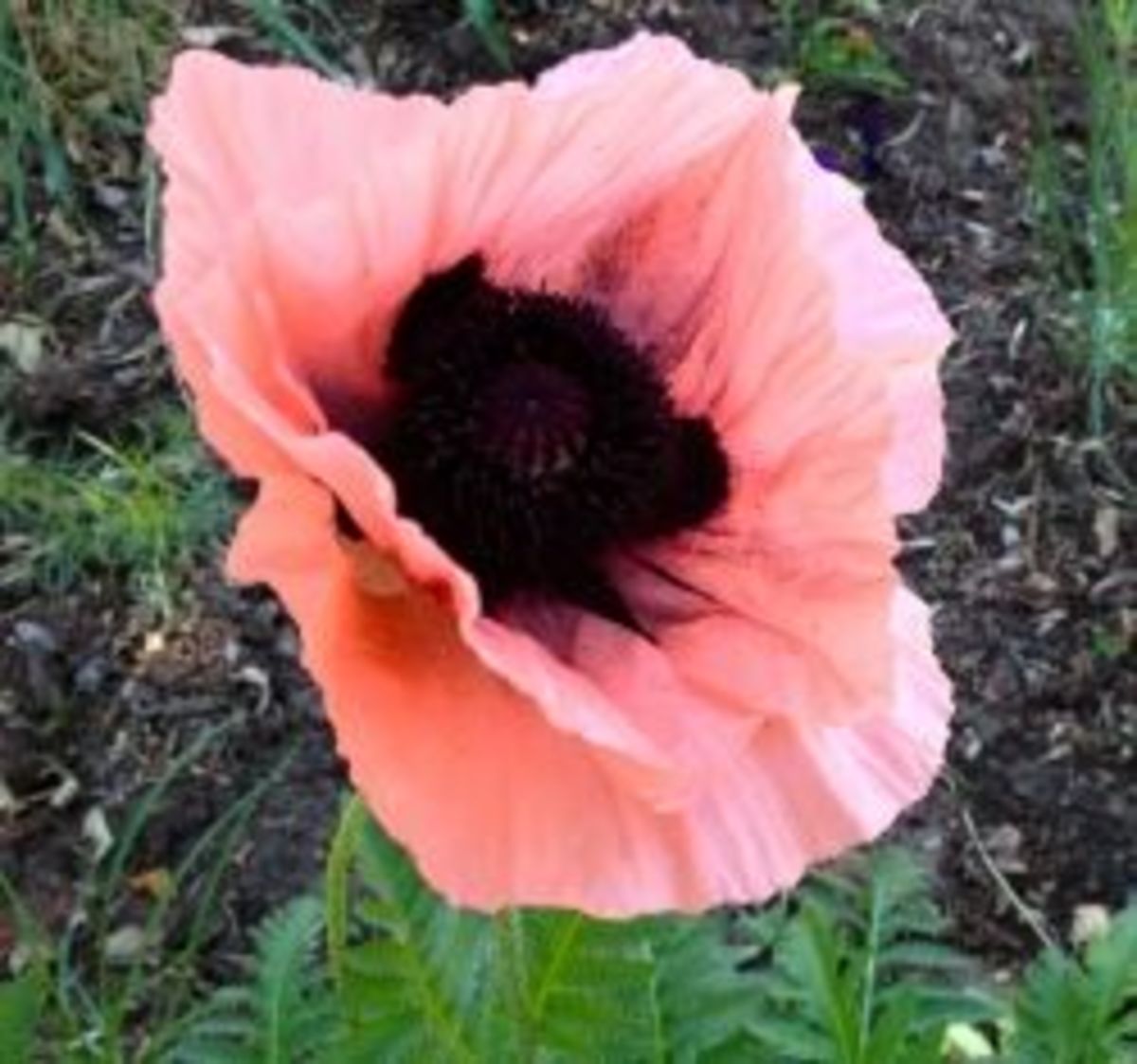 10 Flowers to Include in Your Cottage Garden With Photos - HubPages