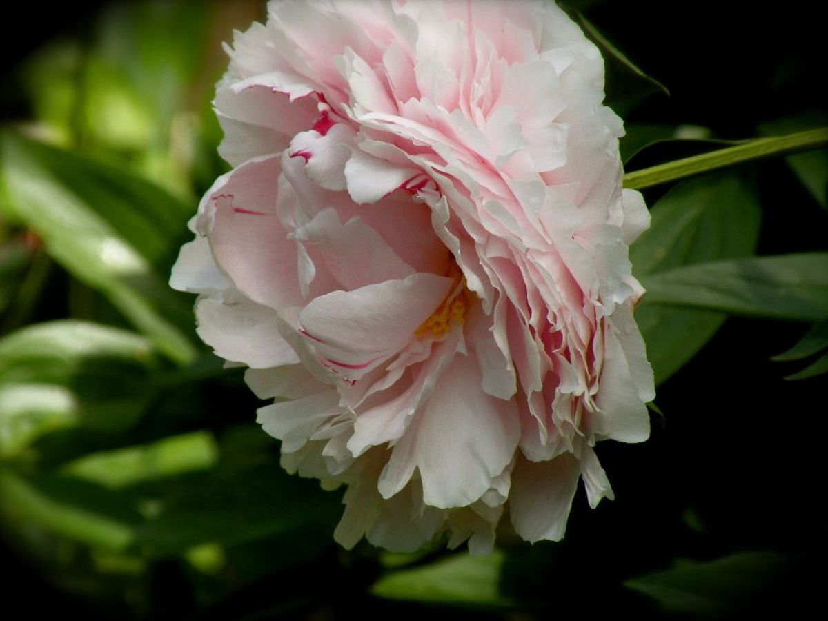 10 Flowers to Include in Your Cottage Garden With Photos - HubPages