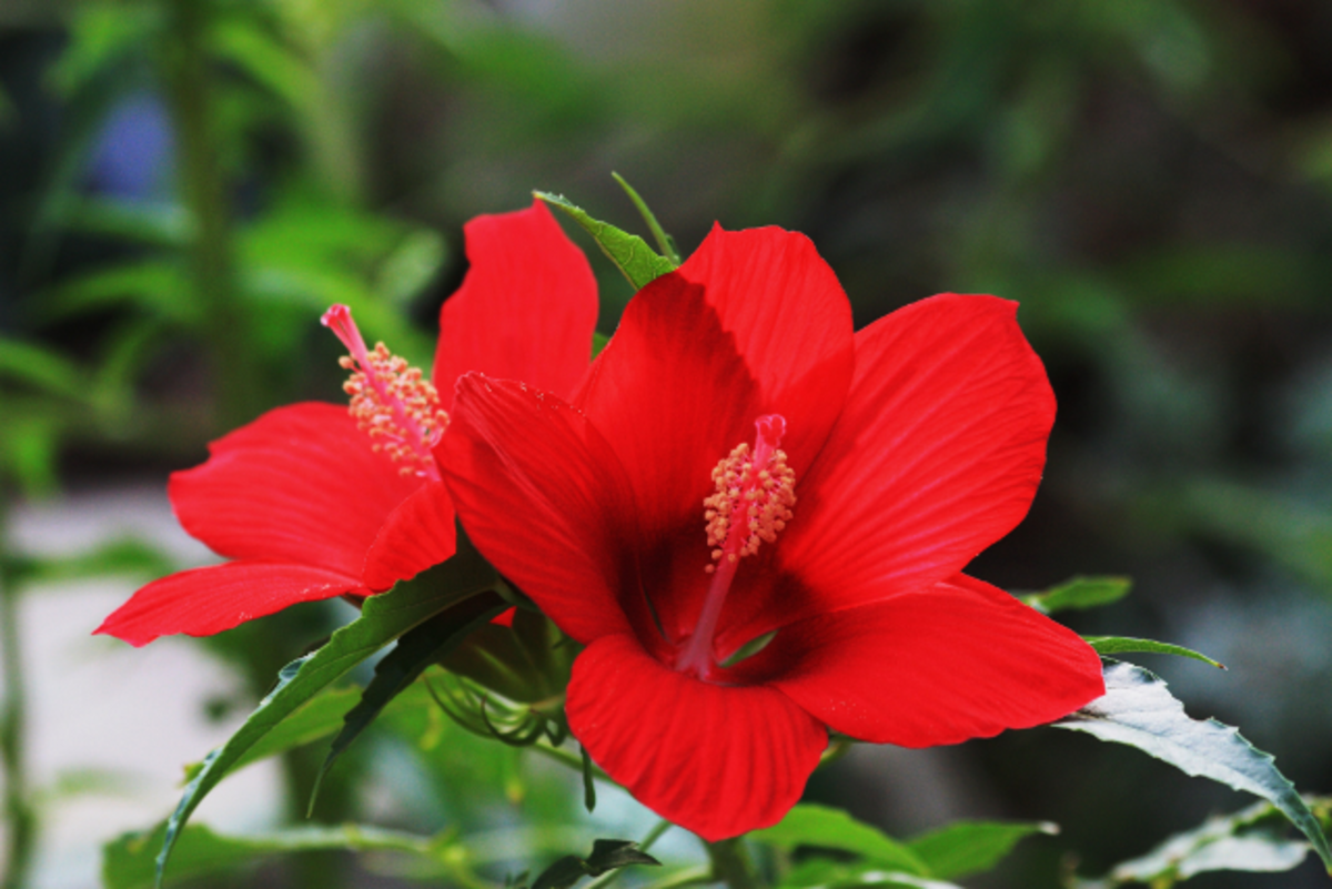 7 Hardy Flowers for Summer Gardens - HubPages