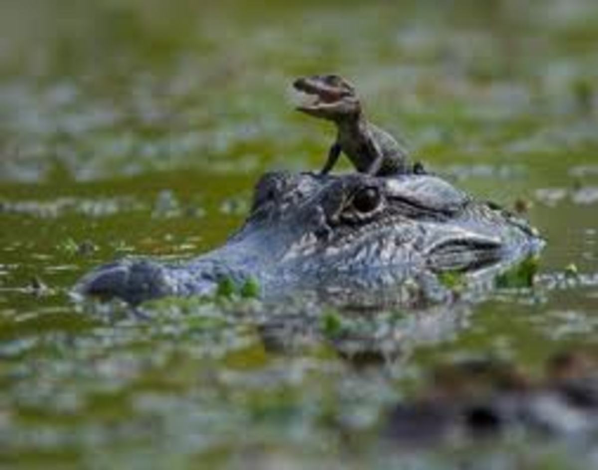Interview with Alligator – Differences between Alligators and Crocodiles - HubPages