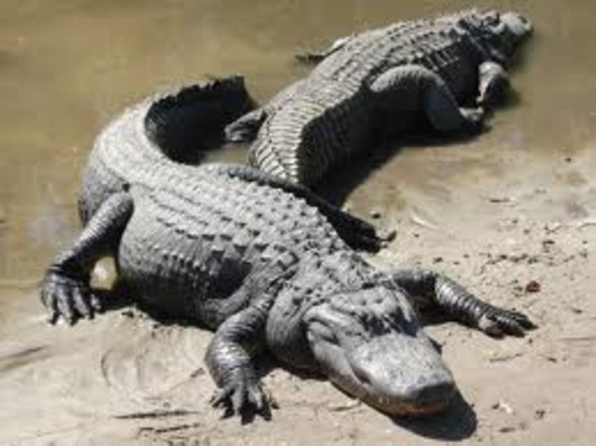 Interview with Alligator – Differences between Alligators and Crocodiles - HubPages