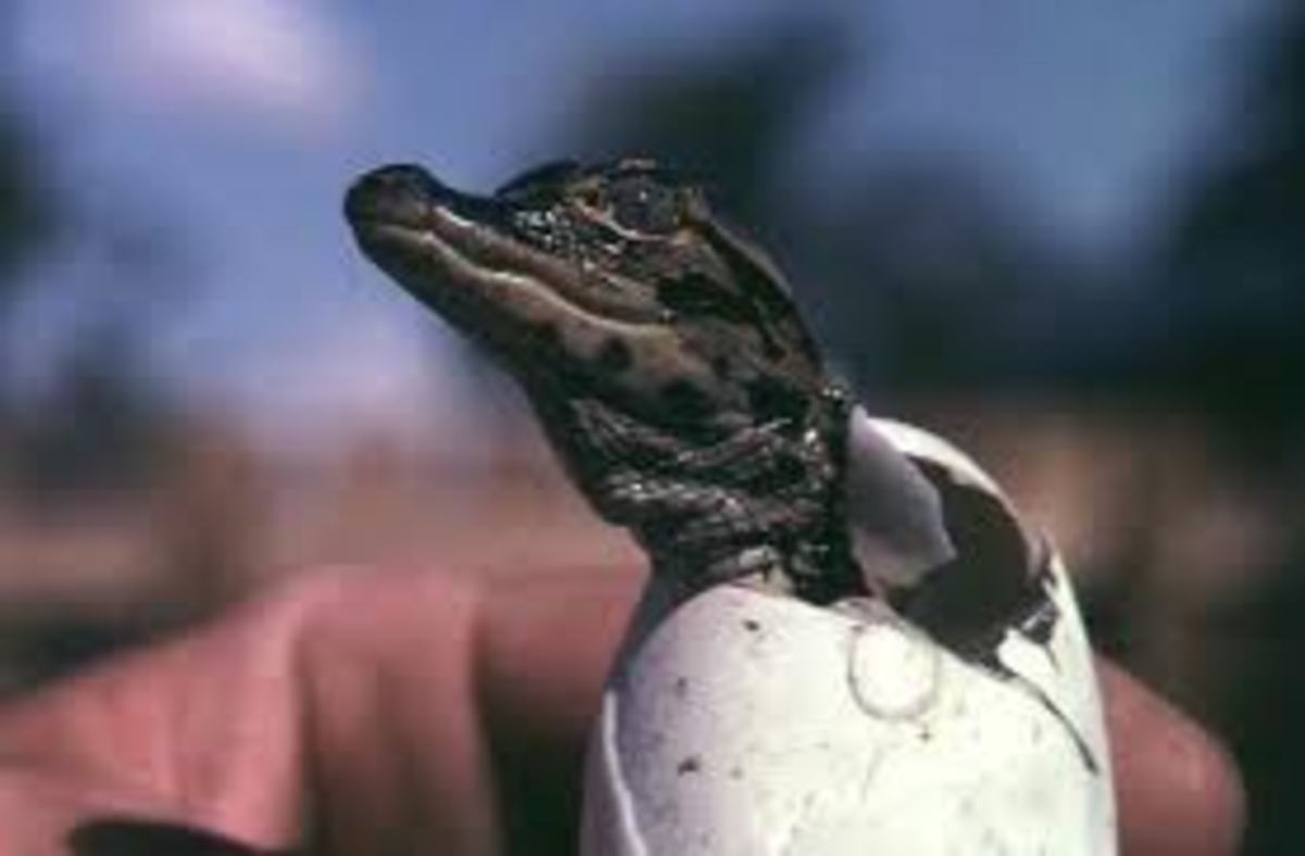 Interview with Alligator – Differences between Alligators and Crocodiles - HubPages