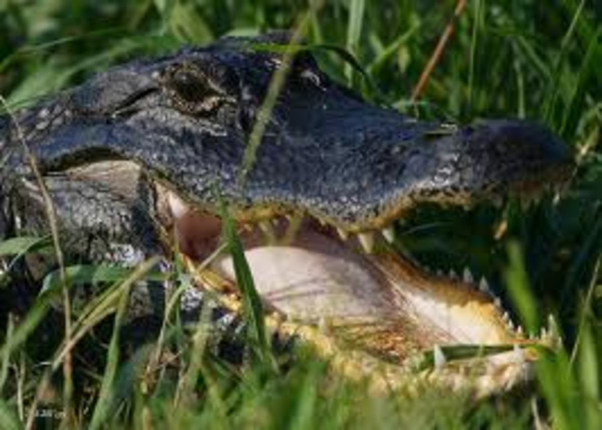 Interview with Alligator – Differences between Alligators and Crocodiles - HubPages
