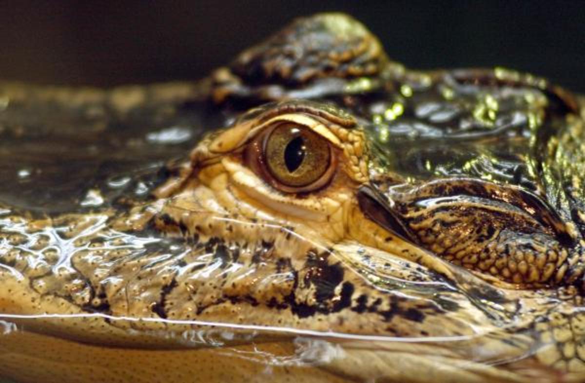 Interview with Alligator – Differences between Alligators and Crocodiles - HubPages