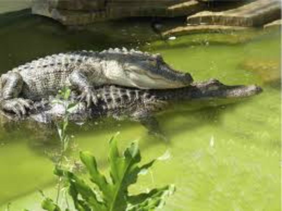 Interview with Alligator – Differences between Alligators and Crocodiles - HubPages