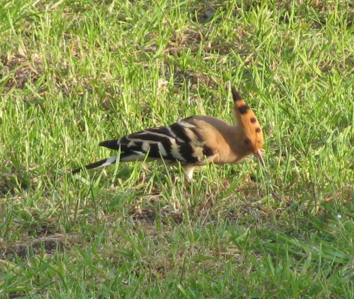 Hoopoe in a French Garden: Upupa Epops - Description, Range, Habits ...