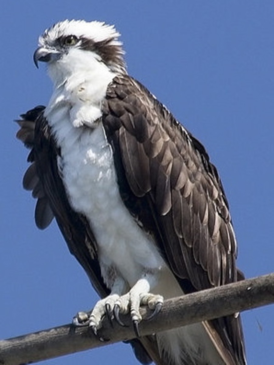 Everything You Wanted to Know About the Osprey - HubPages