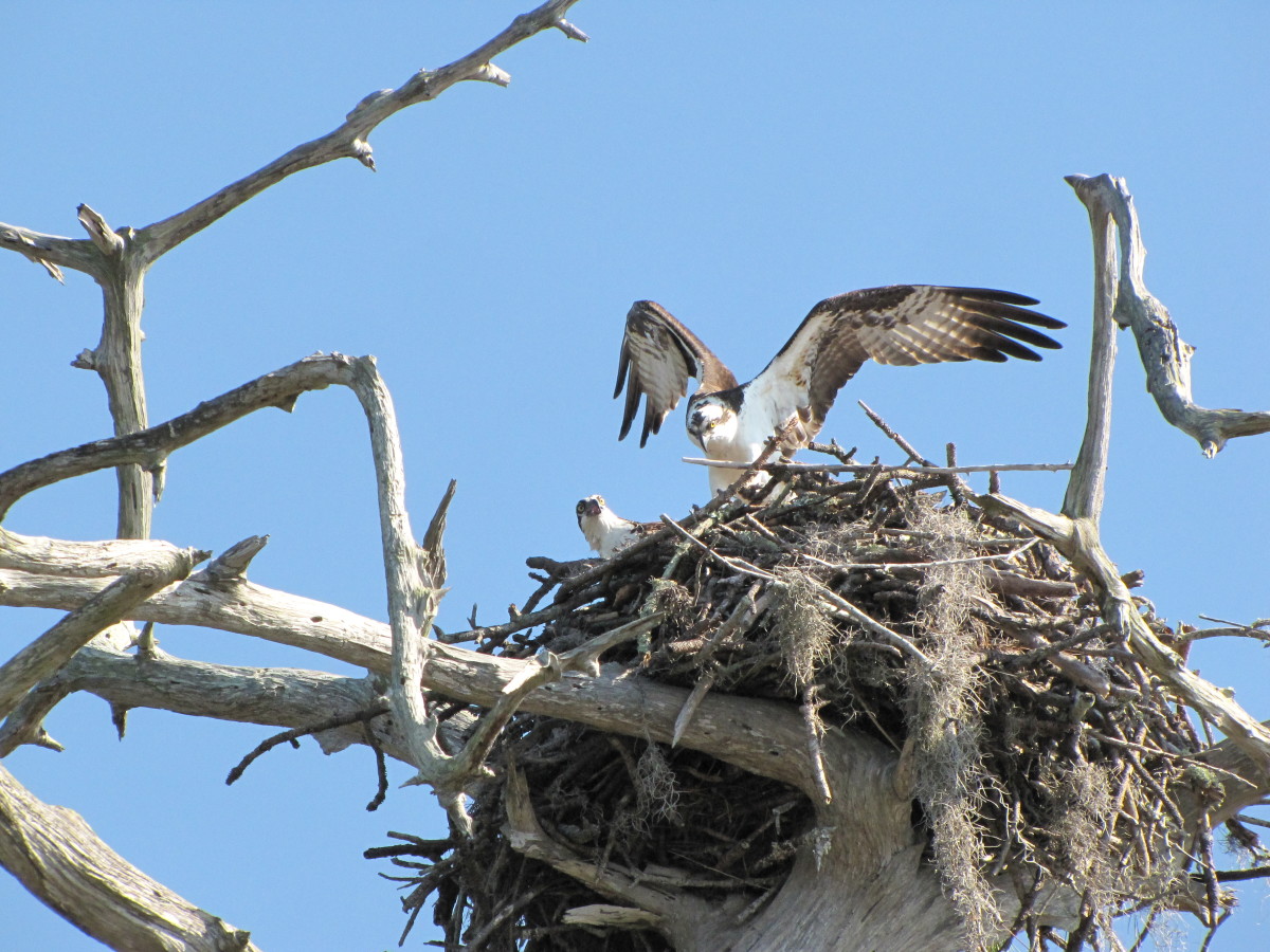 Everything You Wanted to Know About the Osprey - HubPages