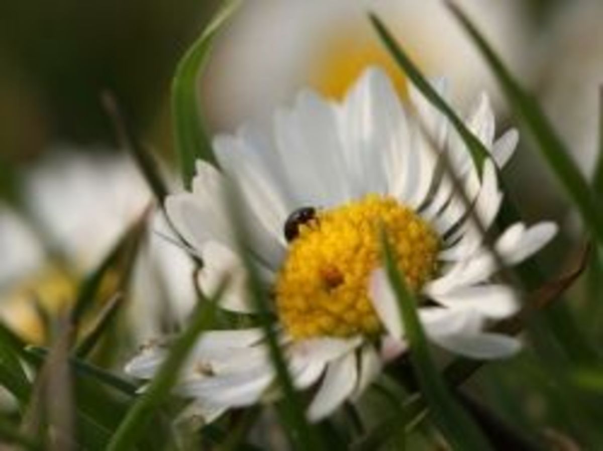 Biological Control of the Pollen Beetle, Meligethes aeneus - HubPages