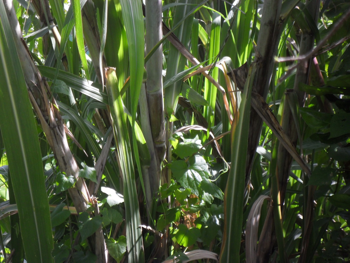 Sugarcane Cultivation And Sugar Cane Uses - HubPages