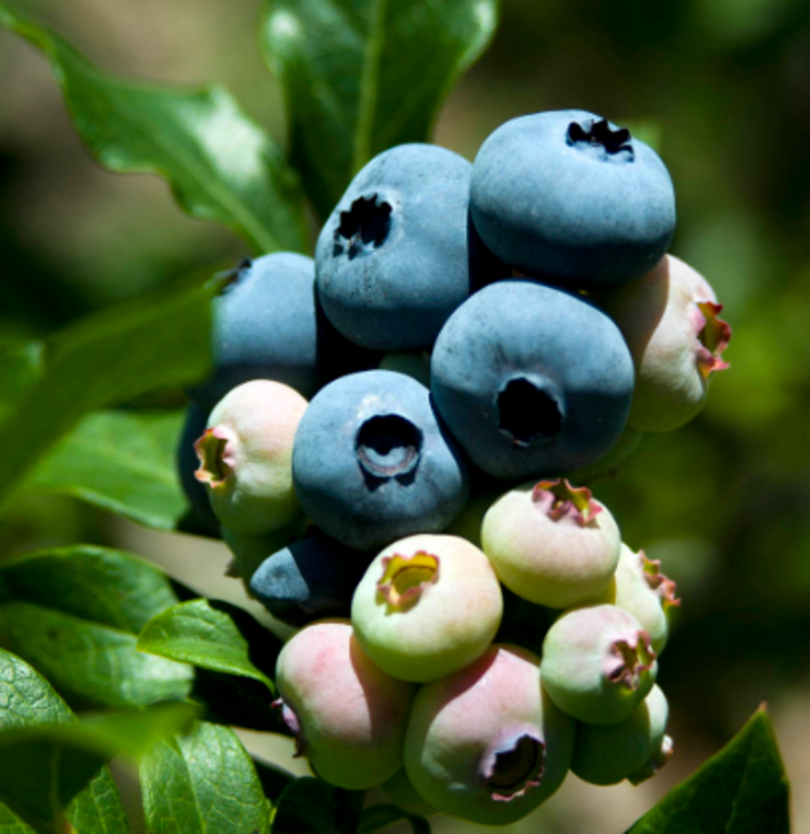 The Wild Blueberry of Oxford, Nova Scotia - HubPages