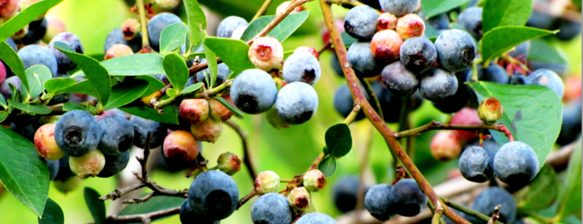 The Wild Blueberry of Oxford, Nova Scotia - HubPages