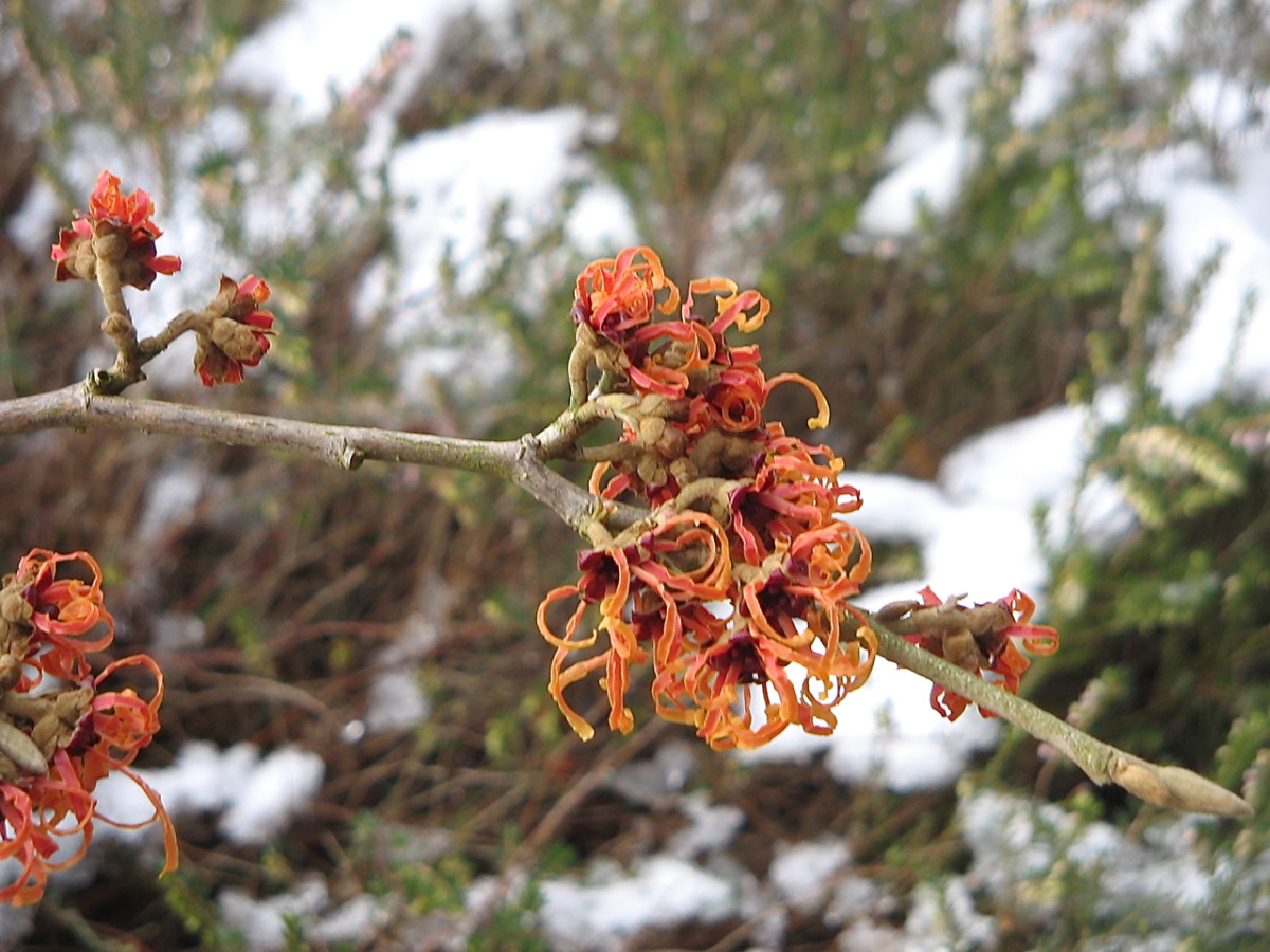 Witch Hazel Plants and Possible Help for Minor Skin Problems - RemedyGrove