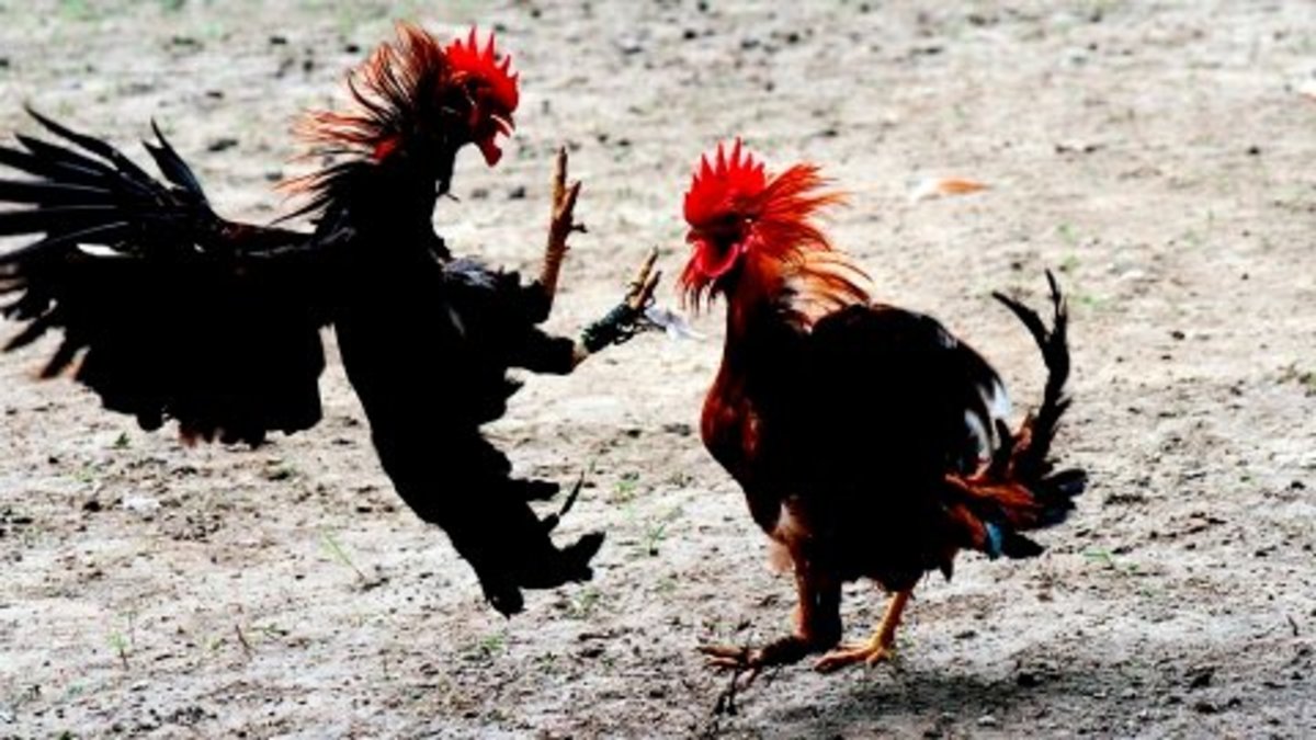 The Misunderstood Practice of Culling - What it Really Means - HubPages