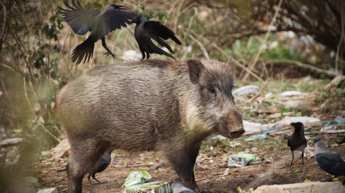 Wildlife of Pakistan that K2 and I saw while hiking. - HubPages
