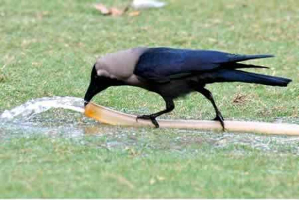 Wildlife of Pakistan that K2 and I saw while hiking. - HubPages