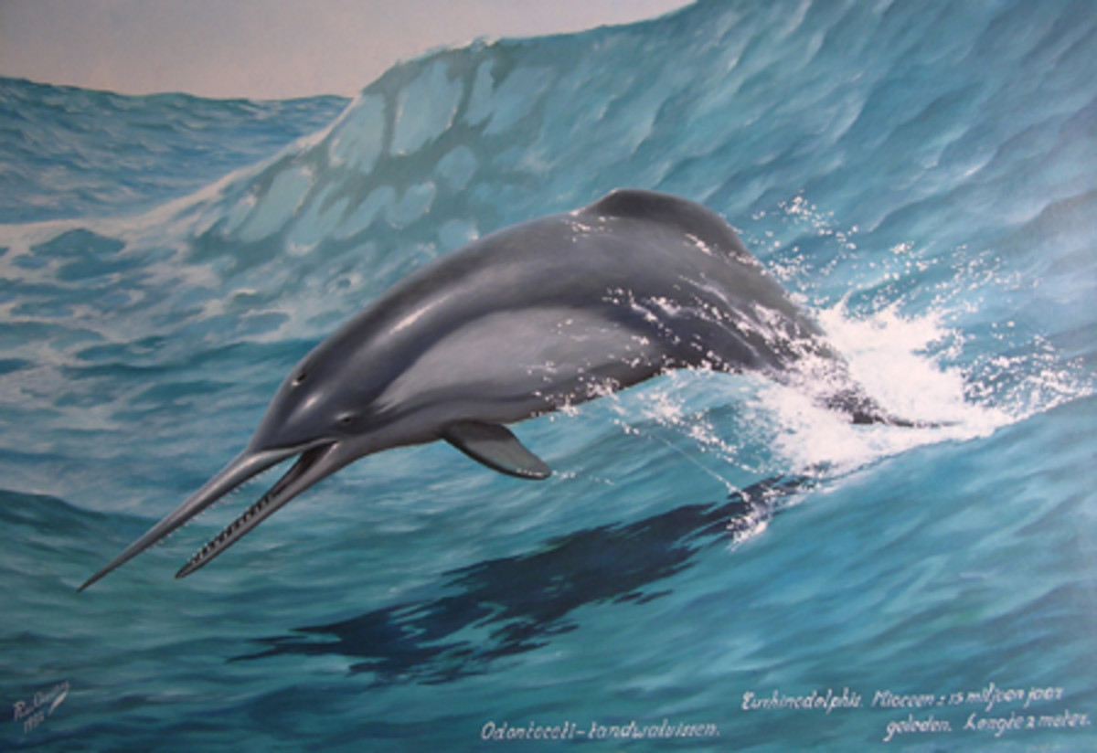 Ichthyosaurs and Whales - HubPages