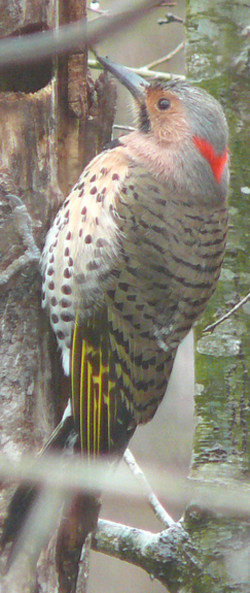 Northern Flicker One Of Americas Most Widespread